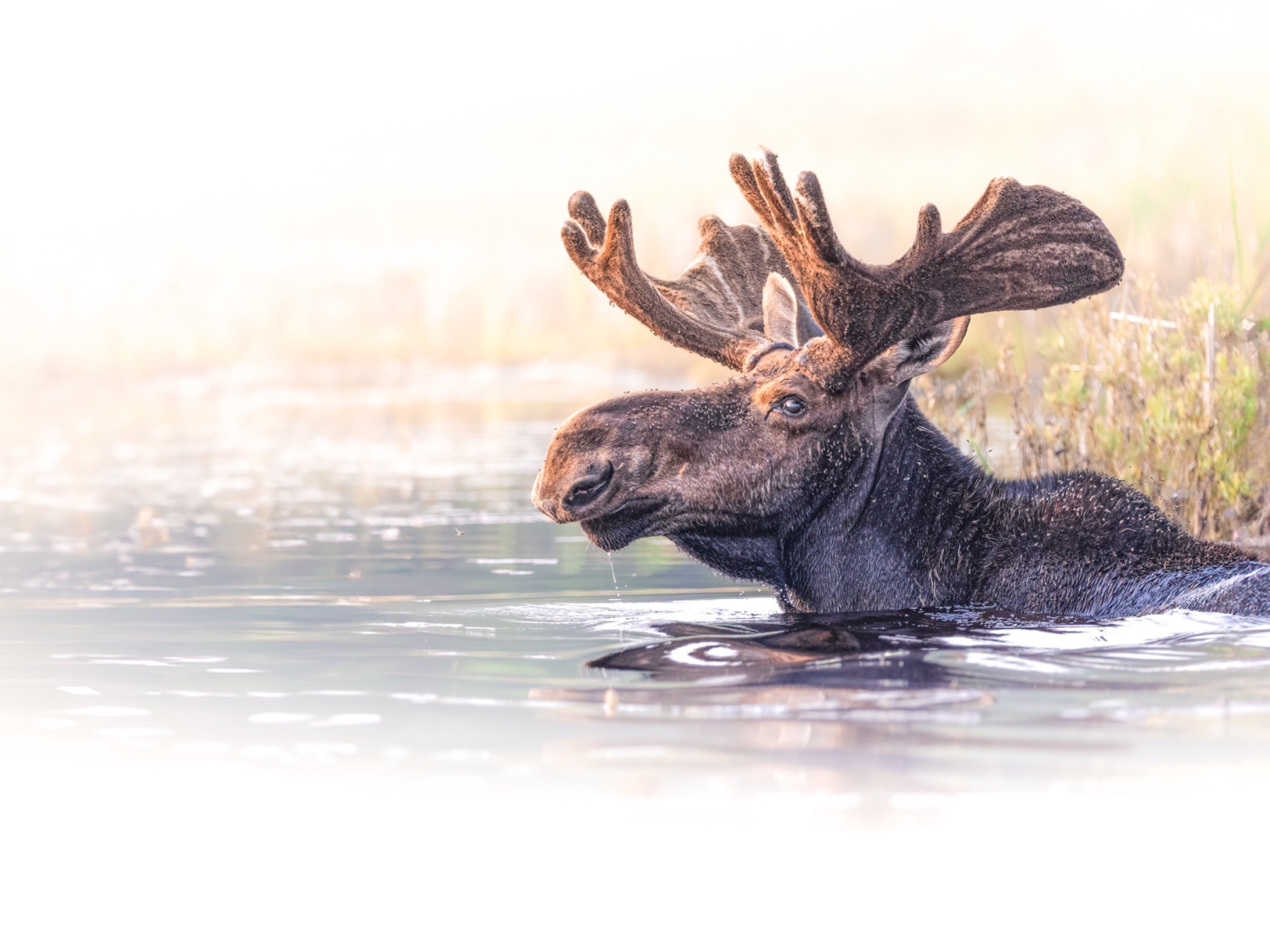 Premium Algonquin Magnets – Follow Me North Store